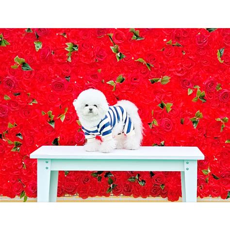 애견카페 실크꽃 수국 조화 벽인테리어 포토월 포토존 반려견 백월 주문 제작 홍보 행사 주식회사 크멋자이언트플라워