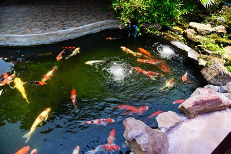 표면 물에 다채로운 멋진 잉어 물고기 연못 정원에서 수영 아름다운 물고기 잉어 는 먹이 음식을 떠 즐길 수 금붕어에 대한 스톡 사진 및 기타 이미지 Istock