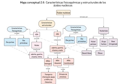 Mapa Conceptual 26 Ácidos Nucleicos Pdf Ácidos Nucleicos Química