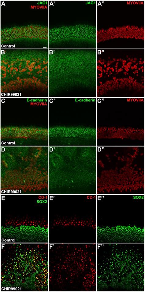 Figure S1 Wnt Activation At E135 Promotes Cell Cycle Re Entry In