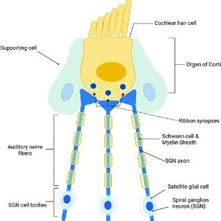 Schematic Representation Of Main Cells Forming The Auditory Structure Download Scientific