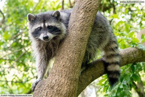 Forest Animals Pictures And Interesting Facts On Animals That Live In