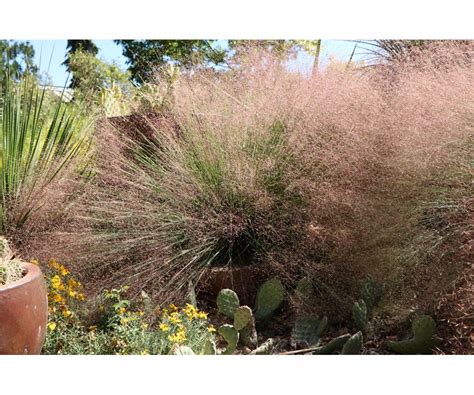 Colorado Springs Utilities Xeriscaping Undaunted Ruby Muhly