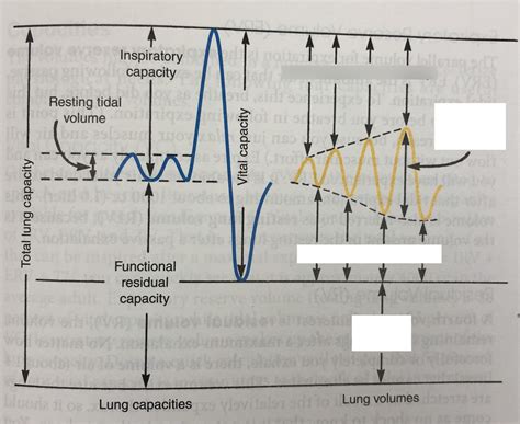 Cdis Anatomy Lung Volumes And Capacities On Spirogram Diagram Quizlet
