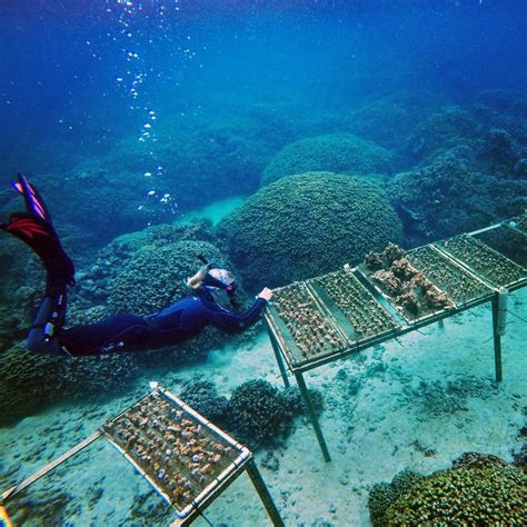 Marine Biologist Education