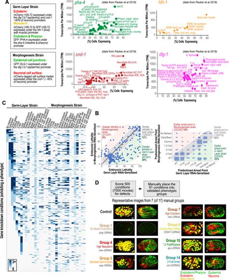 Automated Profiling Of Gene Function During Embryonic Development Cell
