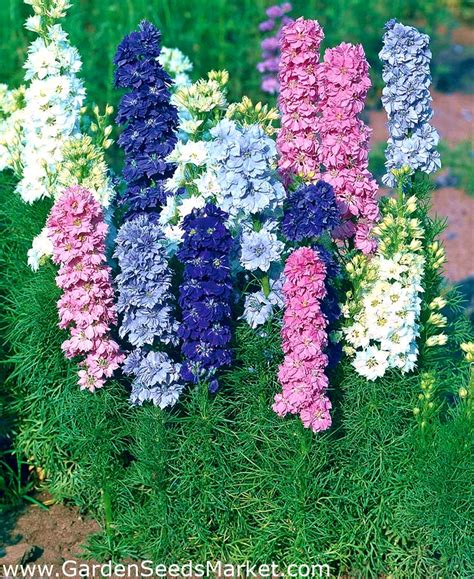 Dwarf Delphinium Mixed Colours Seeds Delphinium Elatum Garden Seeds Market Free Shipping Dwarf Delphinium Mixed Colours Seeds Delphinium Elatum Garden Seeds Market Free Shipping