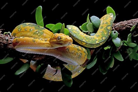 Premium Photo Green Tree Python Juvenile Closeup On Branch With Black