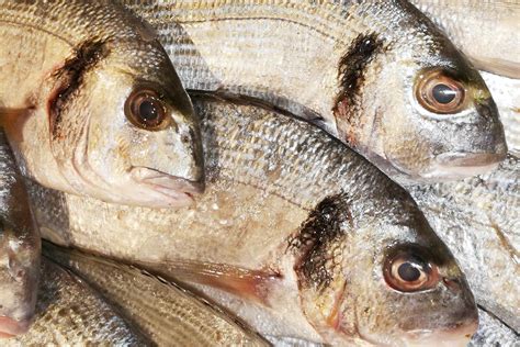 Thousands Of Dead Fish Washed Up On Texas Gulf Shore Beaches