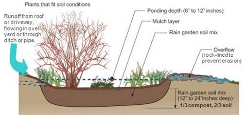 Rain Garden Diagram Garden Plant