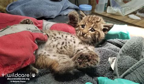 Newborn Bobcat Kitten