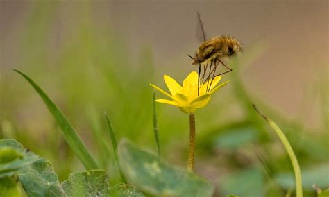 Forum Für Naturfotografen Forum Für Naturfotografen