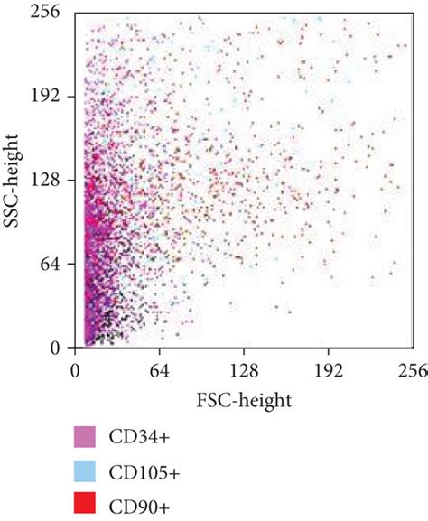 Example Dot Plot Graphs Showing Cell Morphology And Cell Distribution Download Scientific