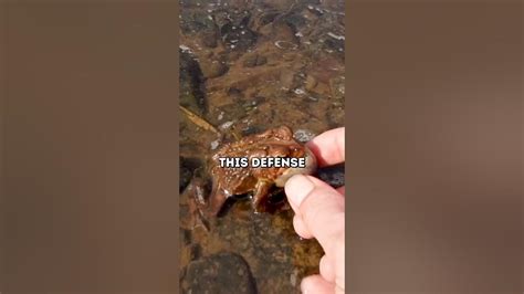 Exploding Toads Epidemic 😲 Youtube