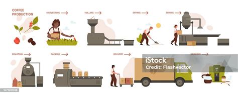 수확 껍질 벗기기 및 건조 로스팅으로 설정된 커피 생산 인포 그래픽 단계 커피 마실 것에 대한 스톡 벡터 아트 및 기타 이미지