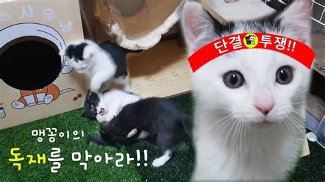 아기고양이들의 귀여운 투쟁ㅋㅋ 냥냥펀치와 캣워크 Youtube