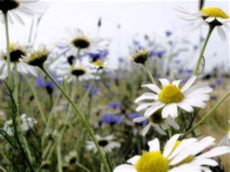 Remedios Caseros Contra La Balanitis Candidi Sica Tratamiento