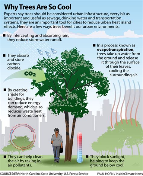 Why Arent Cities Just Planting More Trees Thred Website