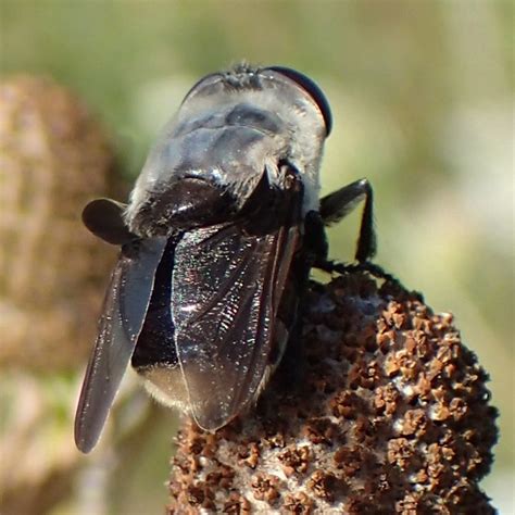 Cuterebra