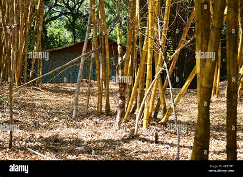 Bamboo Forest At Cauvery Nisargadhama Kushalnagar Karnataka Stock