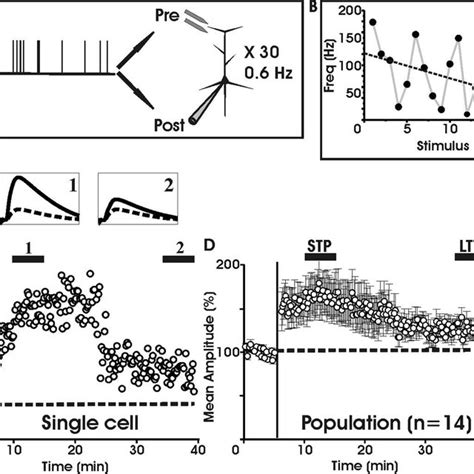 Efficacy Of Different Firing Patterns For Stp Ltp Induction Summary