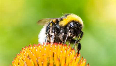 Bumblebee Vs Honeybee How To Tell The Difference
