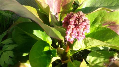 Бадан . Уход и размножение - YouTube