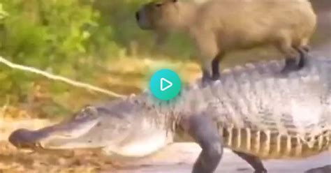 Even Capybaras Are Wearing Crocs Now Album On Imgur