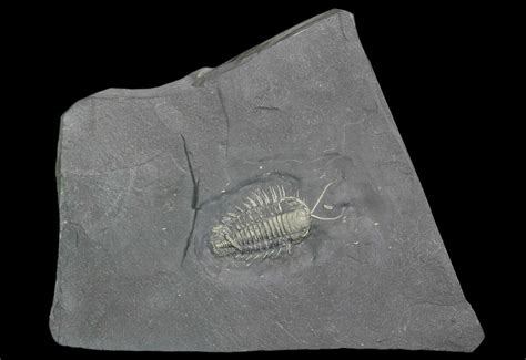 Pyritized Triarthrus Trilobite With Appendages New York 92487 For