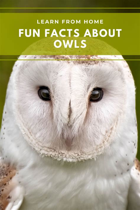 Owl Facts