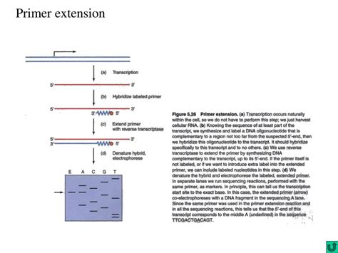 Ppt Molecular Biology Course Outline 2007 Powerpoint Presentation Free Download Id4585467