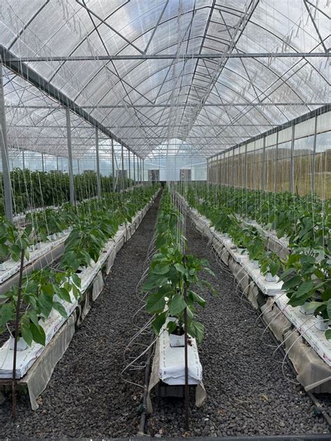 Sunshine Farm Farm Sunshine Favorite