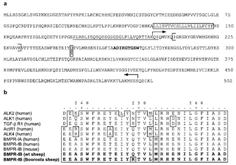 Predicted Amino Acid Sequence Of Ovine Bmpr Ib Cdna A The Mutation Download Scientific