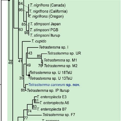 A Maximum Likelihood Ml Tree Based On Concatenated Sequences Of 16s