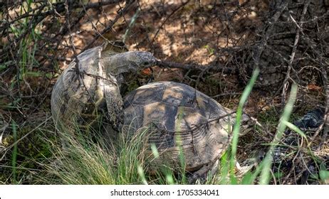 Sex Turtles Royalty Free Images Stock Photos Pictures Shutterstock