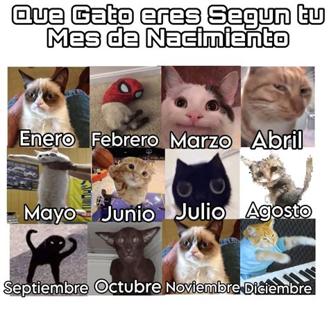 Que Gatito Eres Segun Tu Mes De Nacimiento🐈🐱 Que Eres Segun Tu Mes