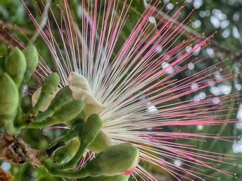 Flower Of Fish Poison Tree Stock Image Image Of Lovely 208743415