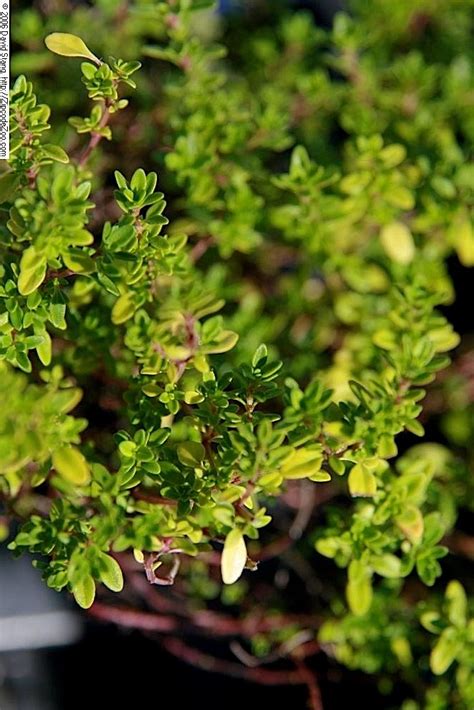 Photo Of The Leaves Of Broadleaf Thyme Thymus Pulegioides Bertram