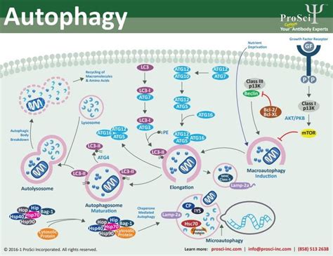 Autophagy Pathway Diagram Cell Biology Connection