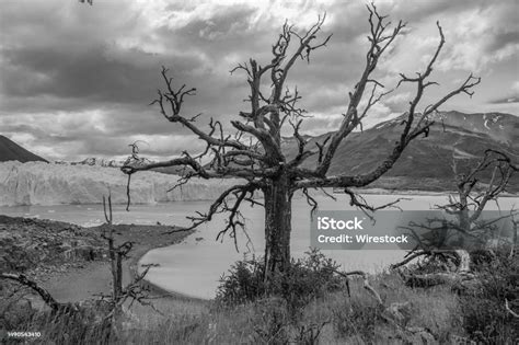 평화로운 호수 가장자리에 외로운 나무가 서 있고 배경에는 구불구불한 언덕이 회색조로 서 있습니다 0명에 대한 스톡 사진 및 기타 이미지 Istock