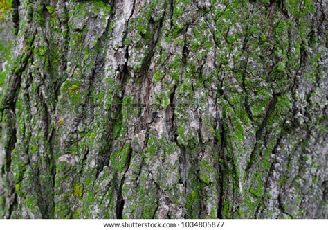 Grey Tree Bark High Resolution Background Stock Photo 1034805877 Shutterstock