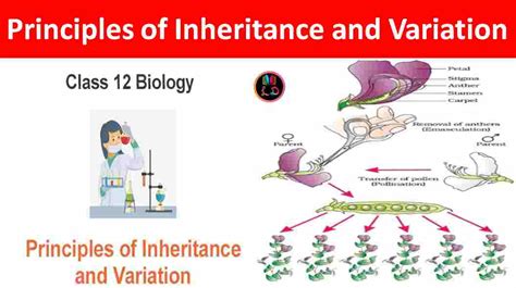 NCERT Solution Class Th Biology Chapter Principles Of Inheritance And Variation Question