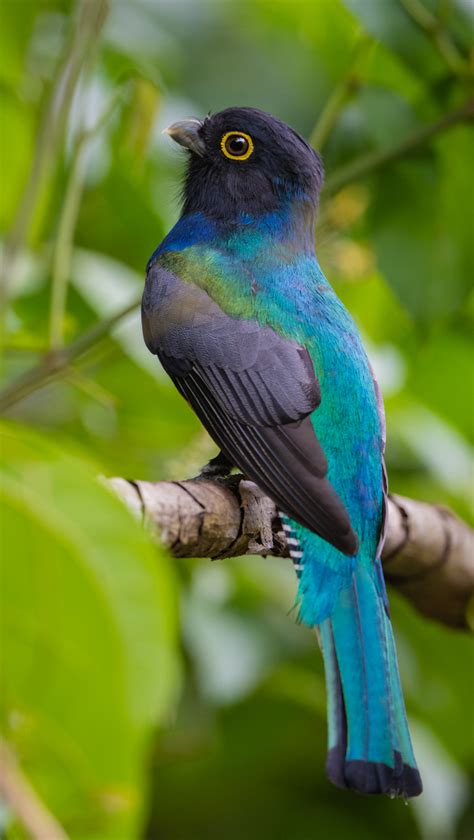 Cockscomb Basin Wildlife Sanctuary Belize
