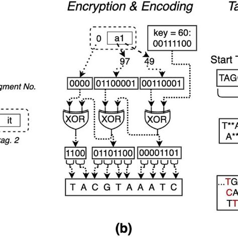 dna steganography workflow a payload fragmentation b fragment