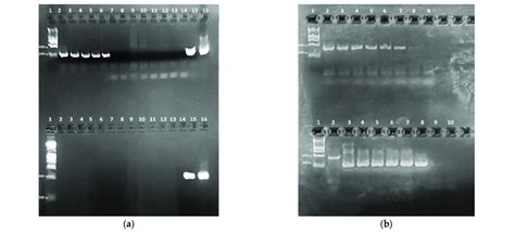 Nested Pcr Amplification Products Separated Via Electrophoresis In