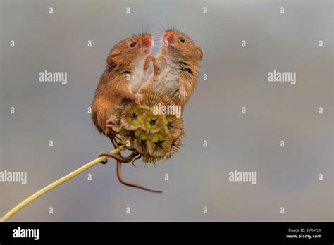 Two Harvest Mice Perched On A Seed Head Engaging In A Heartwarming Two Harvest Mice Perched On A Seed Head Engaging In A Heartwarming
