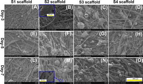 The Cellscaffold Interaction Analysis Of The Tested Scaffolds S1 S2