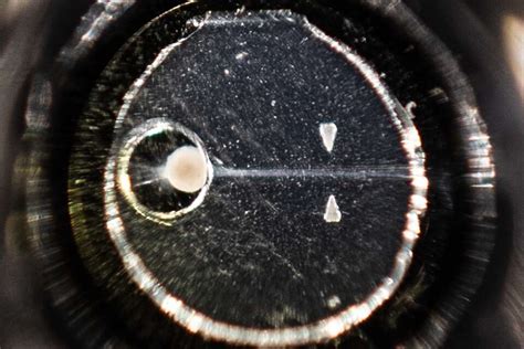 Long Term High Resolution Time Lapse Imaging Of Axon Self Assembly Into Motor Nerve Organoids