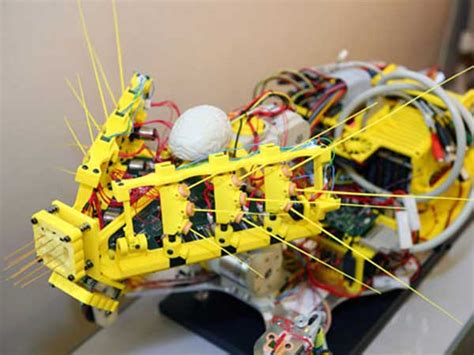 scratchbot robot mimics rats and navigates with whiskers robaid