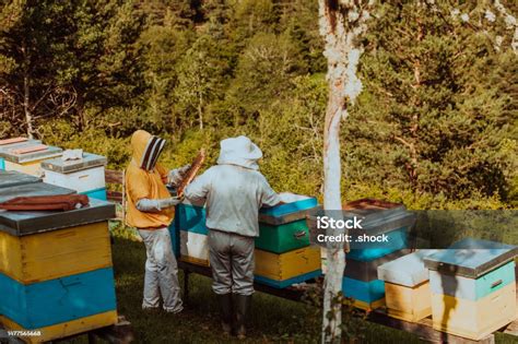 양봉가들이 들판의 벌집 프레임에서 꿀을 확인하고 있습니다 양봉장에 중소 기업 소유자 자연 건강 식품 생산자양봉장에서 꿀벌과 벌집과 함께 일하고 있습니다 2명에 대한 스톡